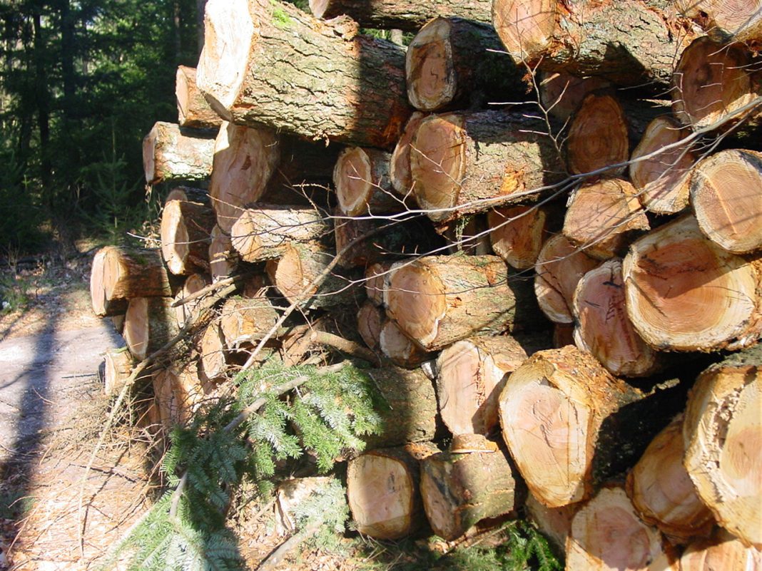 Minder hout uit Nederlands bos, terwijl de vraag naar bouwhout stijgt ...